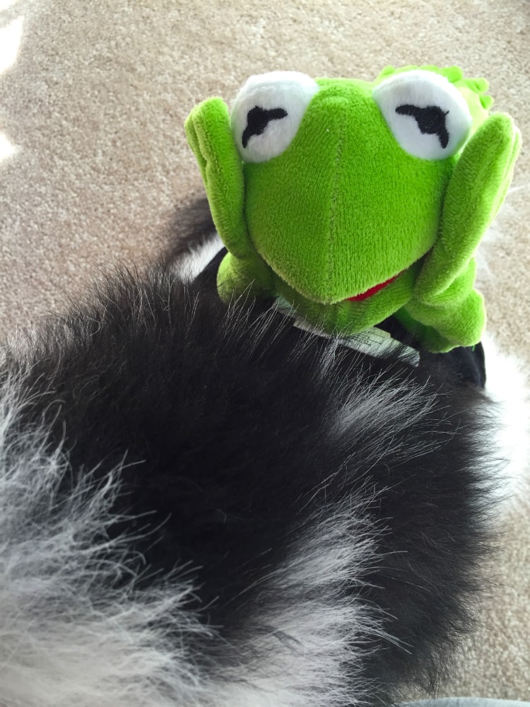 This Years Best Halloween Costumes For Dogs!